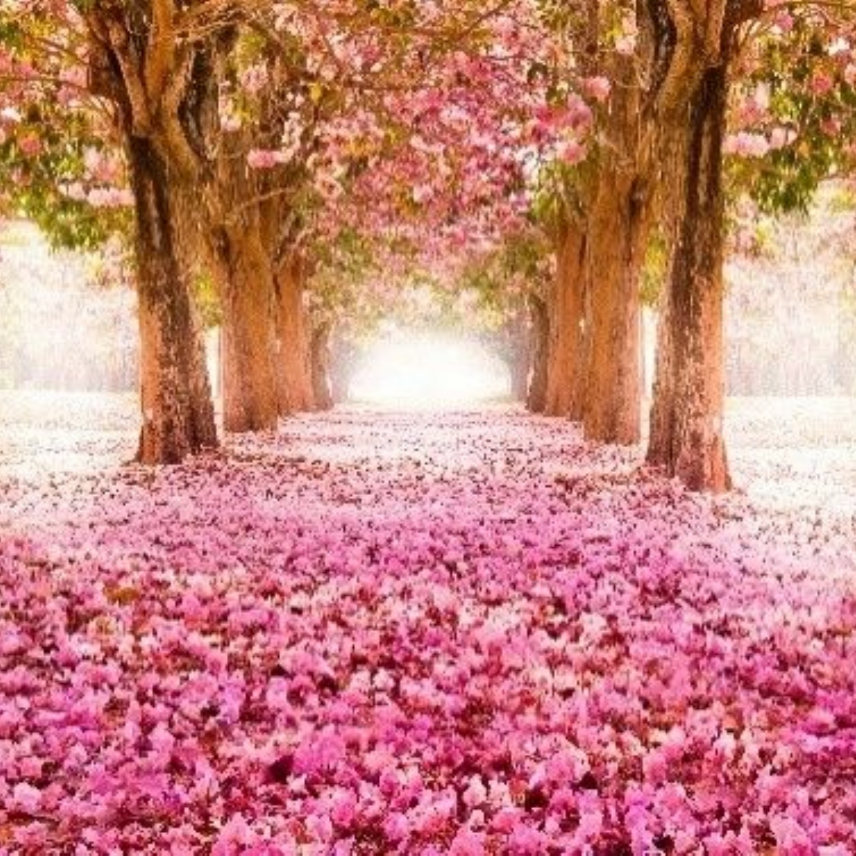 Mundella Primary School - Spring In Folkestone